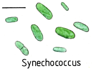 Cyanobacteria - Definition, Characteristics, Structure, Functions ...