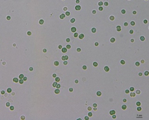 Cyanobacteria - Definition, Characteristics, Structure, Functions ...
