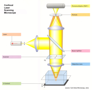 Confocal Microscope - Principle, Parts, Uses - Biology Notes Online