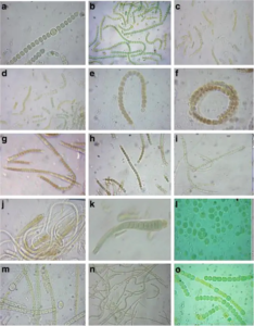 Cyanobacteria - Definition, Characteristics, Structure, Functions ...