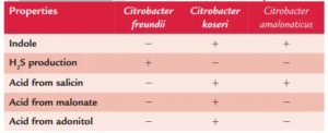 Coliform Bacteria - Definition, Classification, Examples - Biology ...