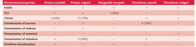 Coliform Bacteria - Definition, Classification, Examples - Biology ...