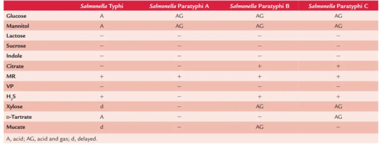 Salmonellosis - Food Infection and Food Poisoning by Salmonella ...