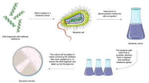 Bacterial Transformation Protocol - Biology Notes Online