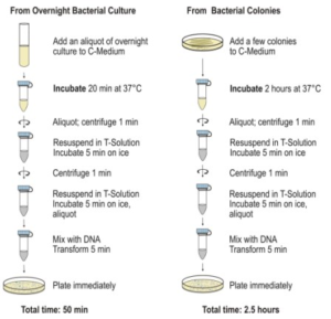 Bacterial Transformation Protocol - Biology Notes Online