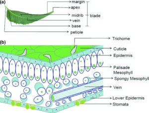 Phyllosphere Microorganisms - Examples, Factors, Effects - Biology ...