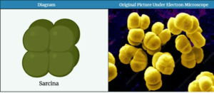 Morphology of Bacteria - Sizes, Shapes, Arrangements, Examples With ...