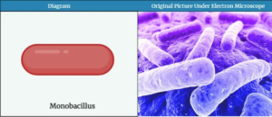 Morphology of Bacteria - Sizes, Shapes, Arrangements, Examples With ...