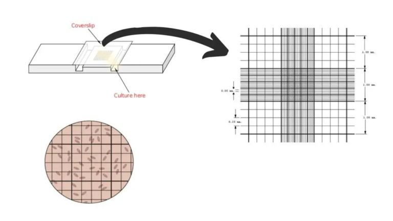 Direct Microscopic Count (DMC) Advantage, Disadvantage. - Biology Notes ...