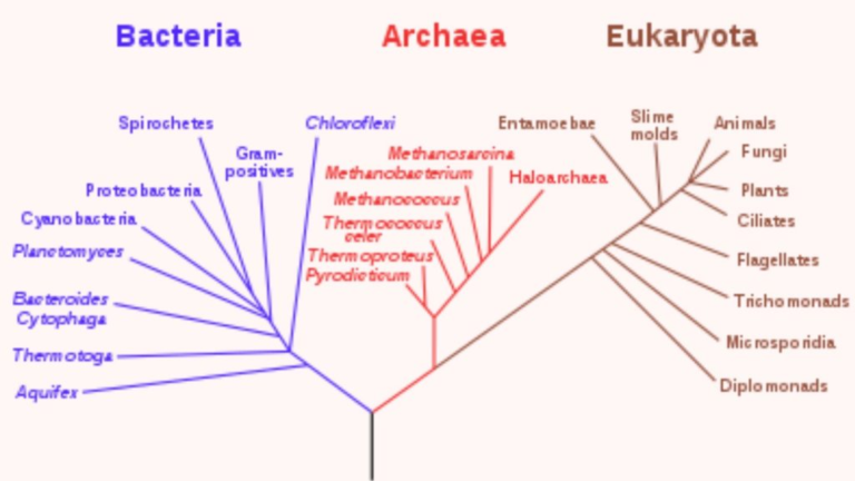 Three-domain system - Carl Woese’s Classification - Biology Notes Online