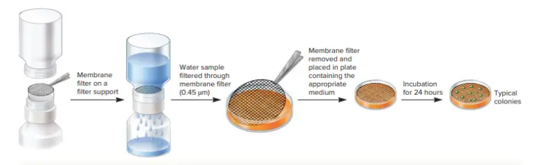 Measurement of Bacterial Growth - Biology Notes Online