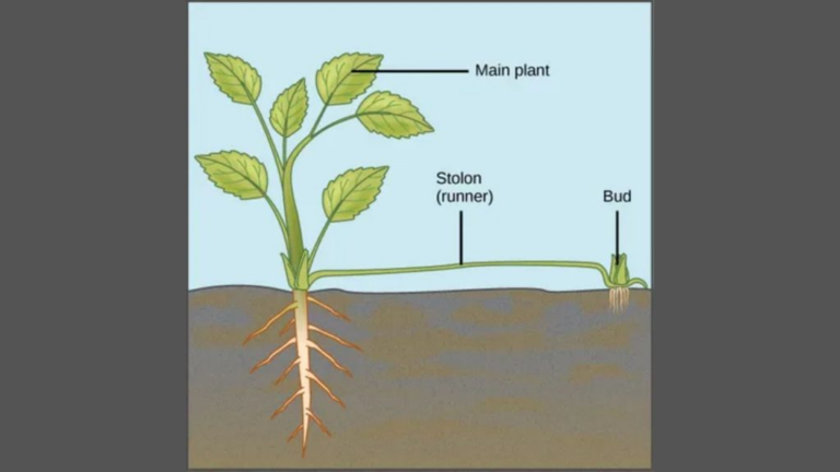 Budding - Definition, Process, Advantages, Disadvantages - Biology ...