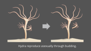 Budding - Process, Types, Advantages, Disadvantages - Biology Notes Online