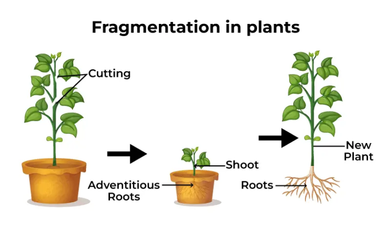 Fragmentation - Definition, Steps, Importance, Advantages ...