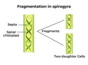 Fragmentation - Definition, Steps, Importance, Advantages ...