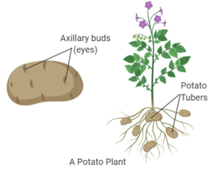 Vegetative Propagation - Definition, Types, Methods, Advantages ...
