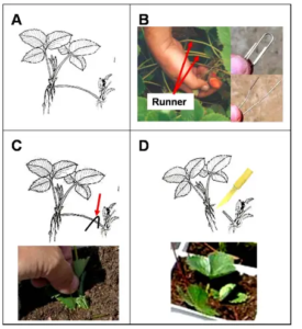 Vegetative Propagation - Definition, Types, Methods, Advantages ...