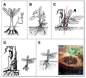 Vegetative Propagation - Definition, Types, Methods, Advantages ...