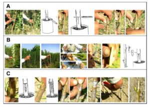 Vegetative Propagation - Definition, Types, Methods, Advantages ...