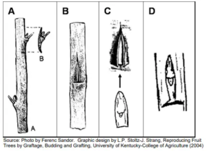 Vegetative Propagation - Definition, Types, Methods, Advantages ...