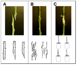 Vegetative Propagation - Definition, Types, Methods, Advantages ...