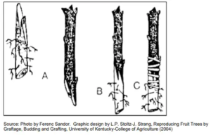 Vegetative Propagation - Definition, Types, Methods, Advantages ...