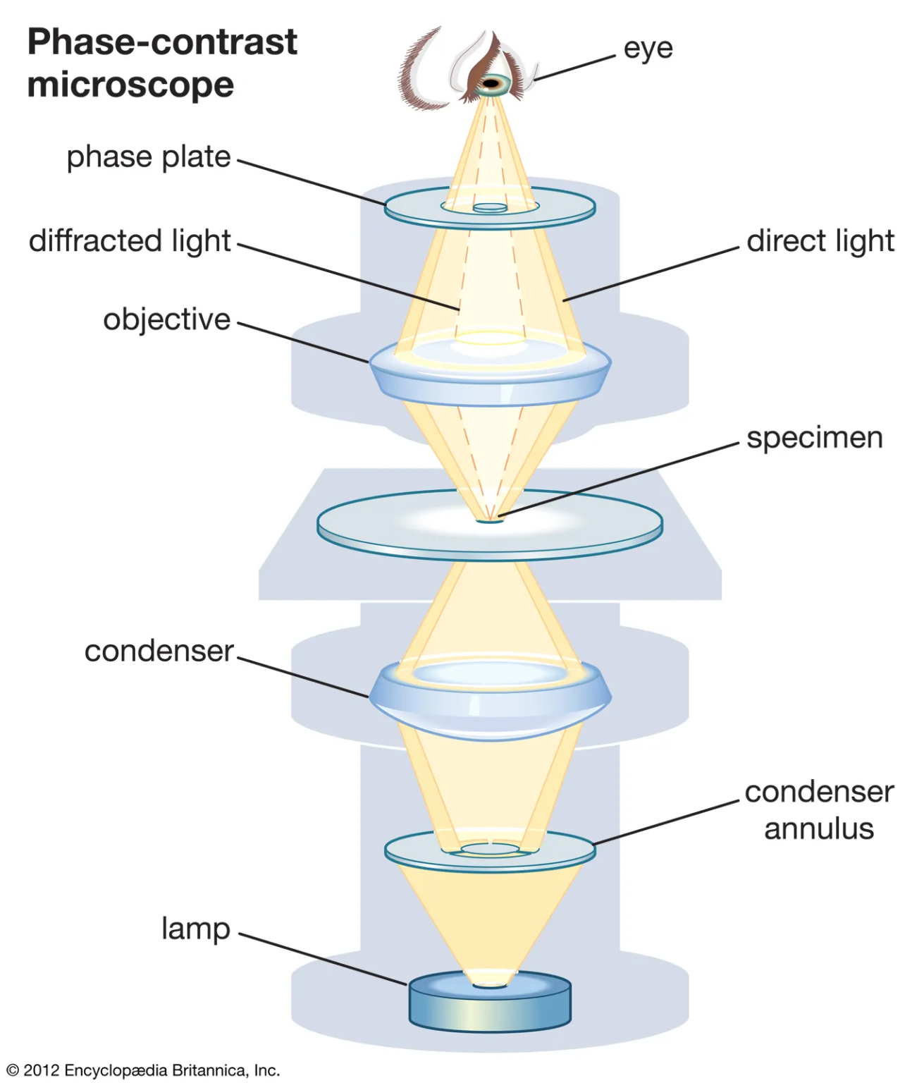 Phase Contrast Microscopy- Principle, Parts, Uses - Biology Notes Online