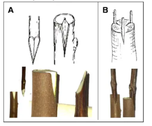 Vegetative Propagation - Definition, Types, Methods, Advantages ...