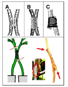 Vegetative Propagation - Definition, Types, Methods, Advantages ...