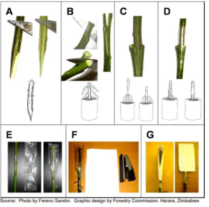 Vegetative Propagation - Definition, Types, Methods, Advantages ...