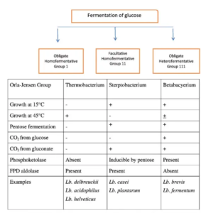 Starter Culture - Definition, Types, Preparation, and Applications ...