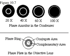 Phase Contrast Microscopy- Principle, Parts, Uses - Biology Notes Online