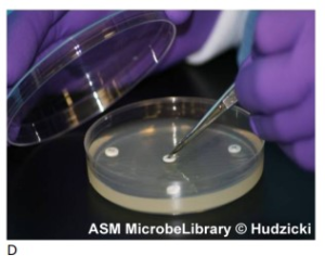 Kirby Bauer Disk Diffusion Susceptibility Test Protocol - Biology Notes ...