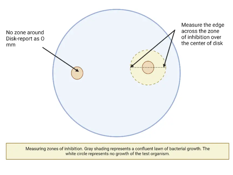 Kirby Bauer Disk Diffusion Susceptibility Test Protocol - Biology Notes ...