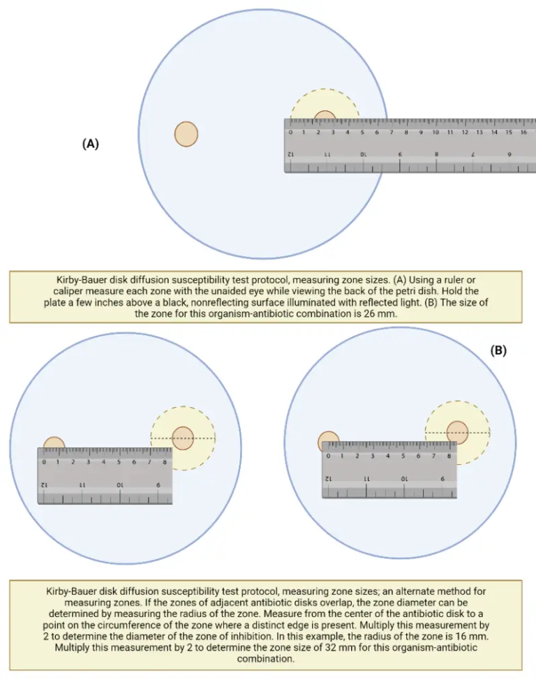 Kirby Bauer Disk Diffusion Susceptibility Test Protocol - Biology Notes ...