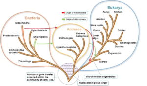 Unicellular organism - Definition, Types, Importance, Examples ...