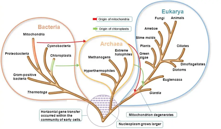 Unicellular organism - Definition, Types, Importance, Examples ...