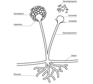 Sporangium - Definition, Characteristics, Structure, Importance ...