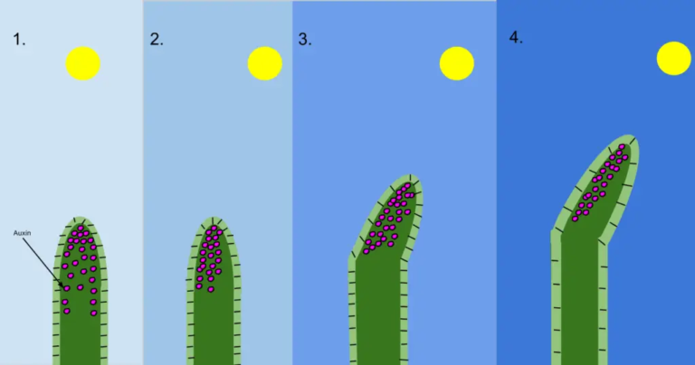 Phototropism - Definition, Types, Mechanism, Importance, Examples ...