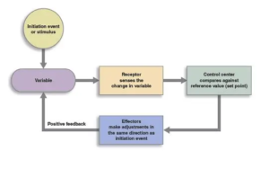 Feedback Mechanism - Definition, Types, Mechanism, Examples - Biology ...