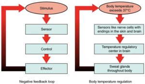 Feedback Mechanism - Definition, Types, Mechanism, Examples - Biology ...