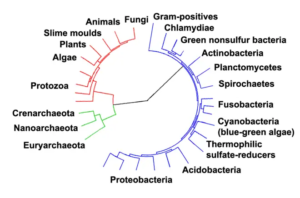 Archaea - Habitat, Structure, Characteristics, Importance, Examples ...