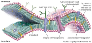 Cell Membrane (Plasma Membrane) Structures And Functions - Biology ...