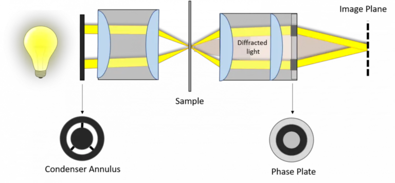 Phase Contrast Microscopy- Principle, Parts, Uses - Biology Notes Online