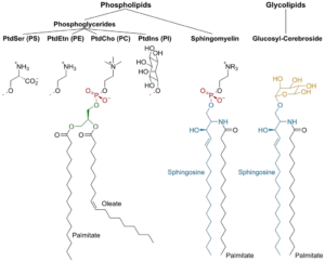 Cell membrane (Plasma Membrane) Structures and Functions - Biology ...