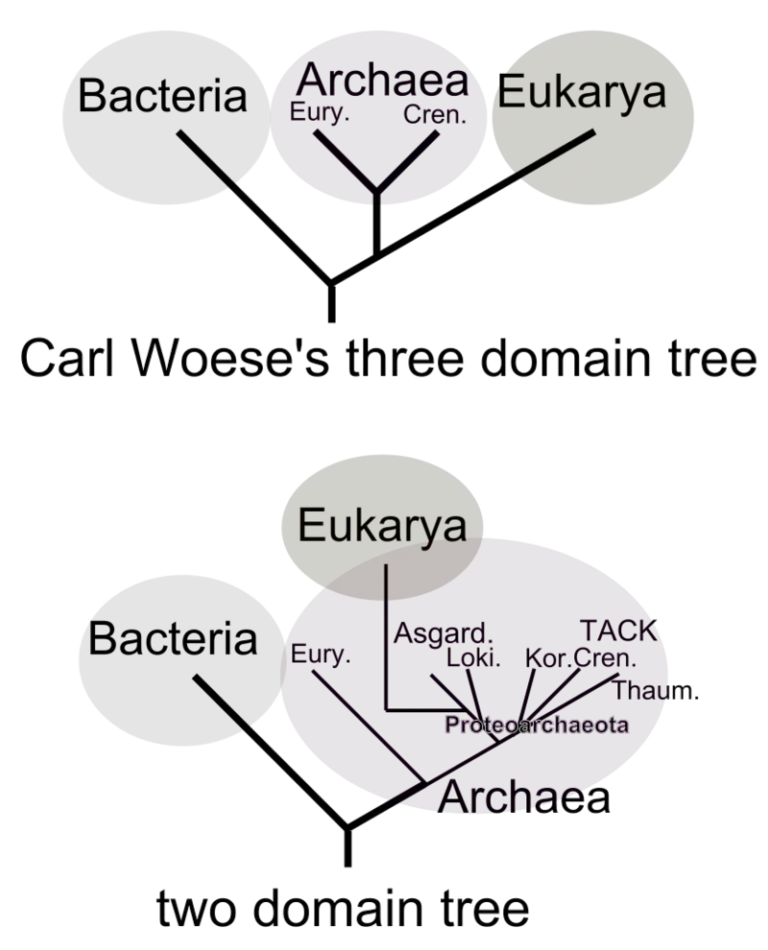 3 Domains of Life - Bacteria, Archaea, Eukarya - Biology Notes Online