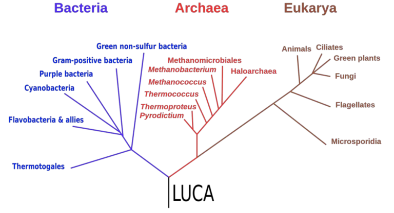 3 Domains of Life - Bacteria, Archaea, Eukarya - Biology Notes Online