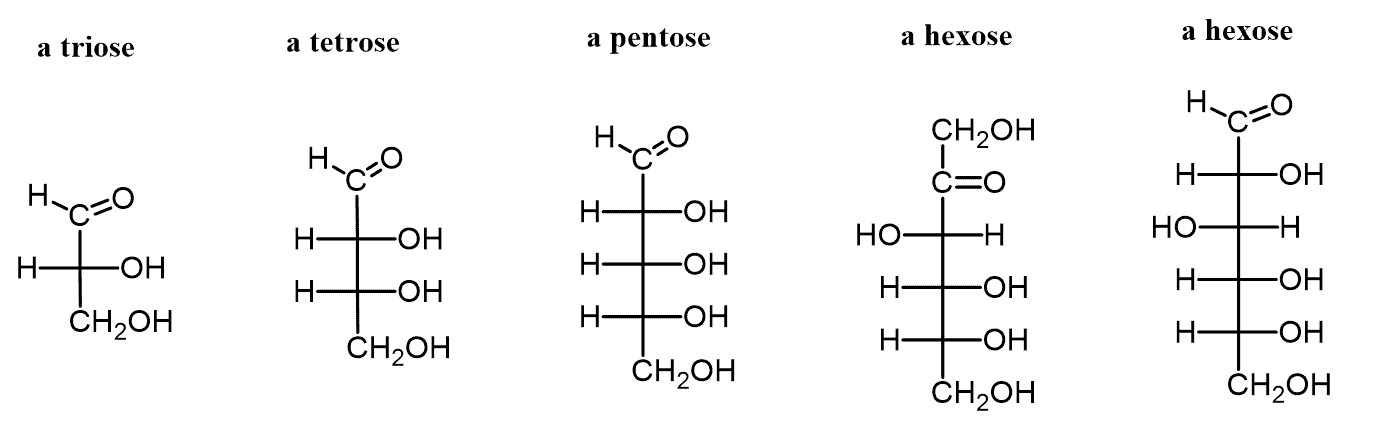 Carbohydrates - Definition, Examples, Structure, Types, and Functions ...