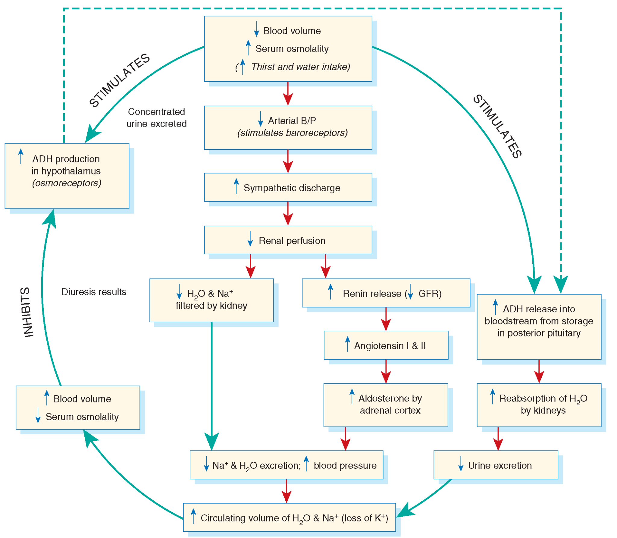 Role of ADH, Angiotensin and Aldosterone In Osmoregulation - Biology ...