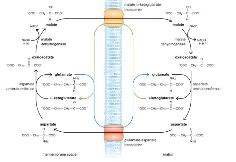 Mitochondrial Shuttles and Transporter Proteins. - Biology Notes Online
